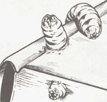 Bookworm (Dungeons & Dragons) | Non-alien Creatures Wiki | Fandom