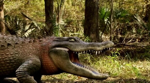 Redneck Gator | Non-alien Creatures Wiki | Fandom