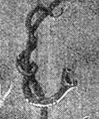 Swamp Adder | Non-alien Creatures Wiki | Fandom