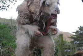 Weresheep | Non-alien Creatures Wiki | FANDOM powered by Wikia