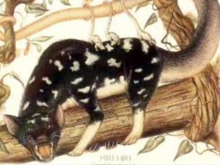 Hiri-Hiri | Non-alien Creatures Wiki | Fandom