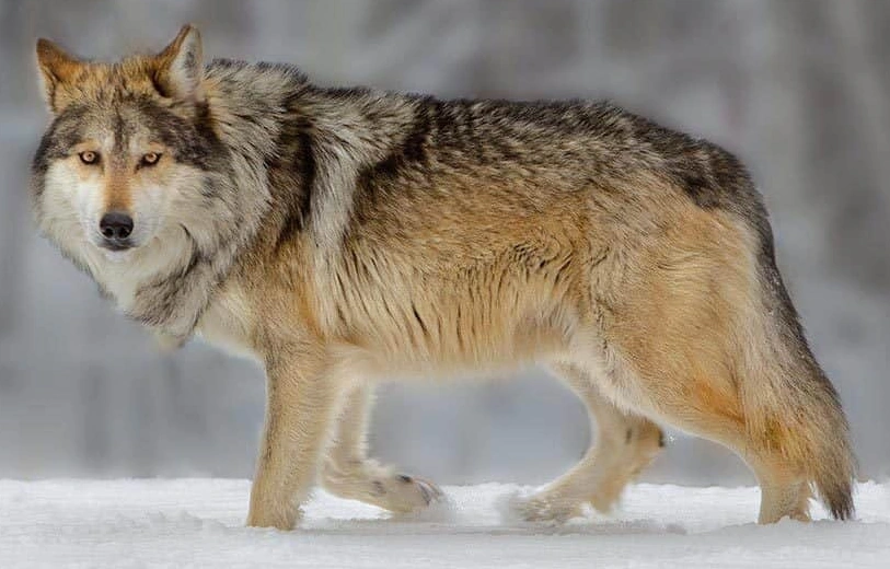Northwestern Rocky Mountain Wolf | Novum Terram Wiki | Fandom