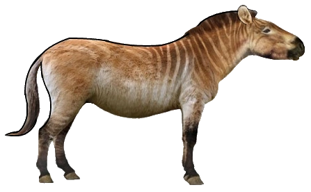 Equus simplicidens (SciiFii) | Novum Terram Wiki | Fandom