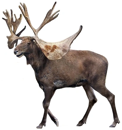 Cervalces scotti (SciiFii) | Novum Terram Wiki | Fandom