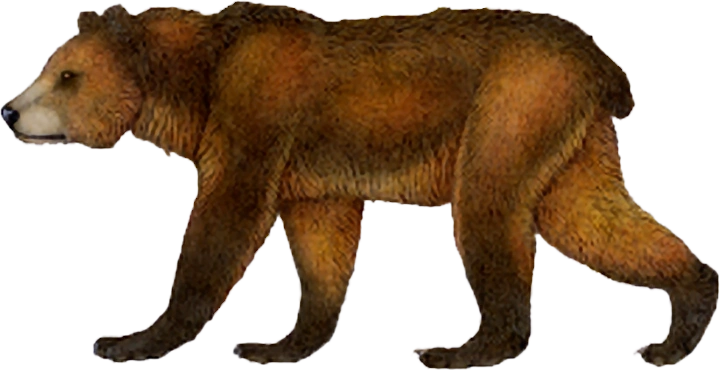 Atlas bear (SciiFii) | Novum Terram Wiki | Fandom