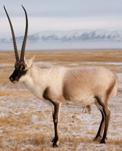 American Chiru | Novum Terram Wiki | Fandom