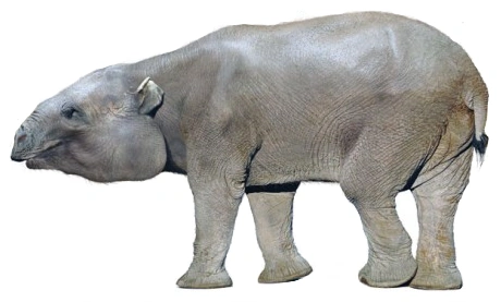 Barytherium (SciiFii) | Novum Terram Wiki | Fandom