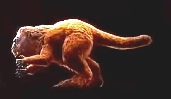 Raboon | Novum Terram Wiki | Fandom