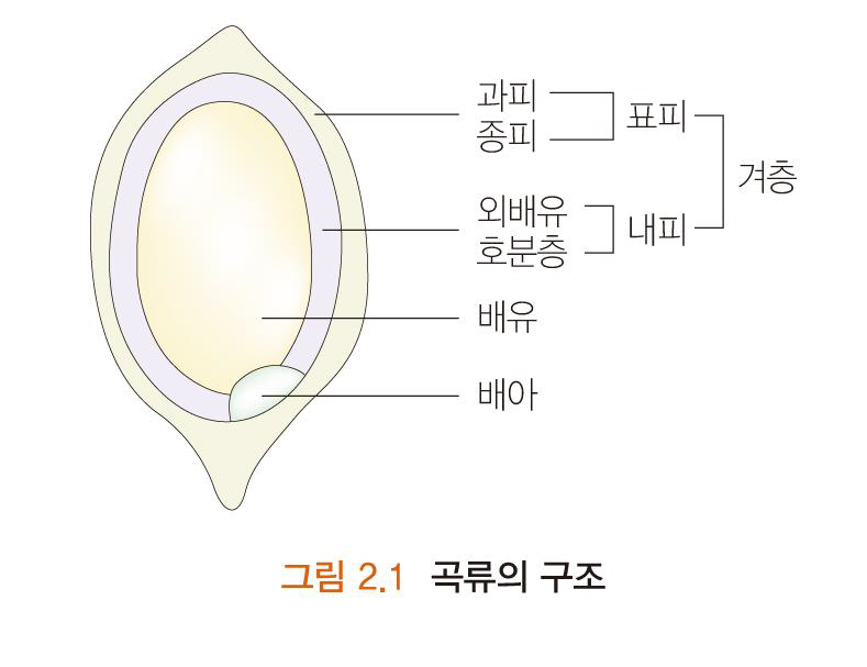 곡류의 구조 식품영양 위키 Fandom