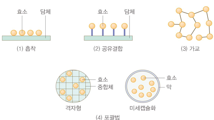 효소의 고정화 식품영양 위키 Fandom Powered By Wikia