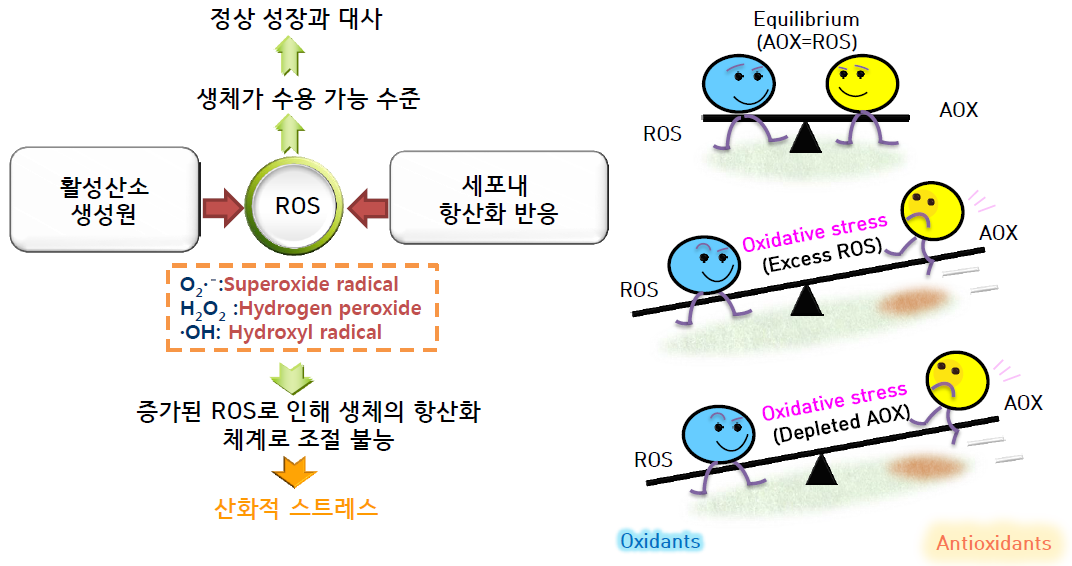 Image 활성산소 항상성png 식품영양 위키 Fandom Powered By Wikia