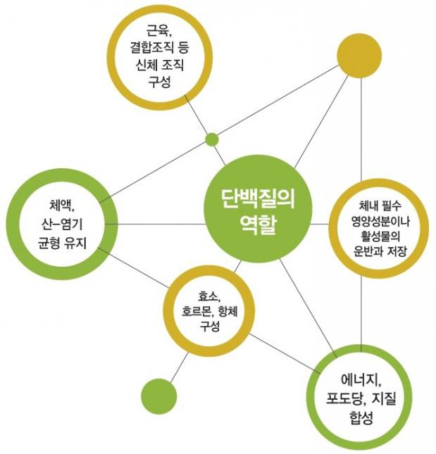 Image 단백질의 역할png 식품영양 위키 Fandom Powered By Wikia