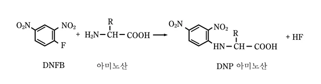 아미노산의 화학반응 | 식품영양 위키 | FANDOM powered by Wikia