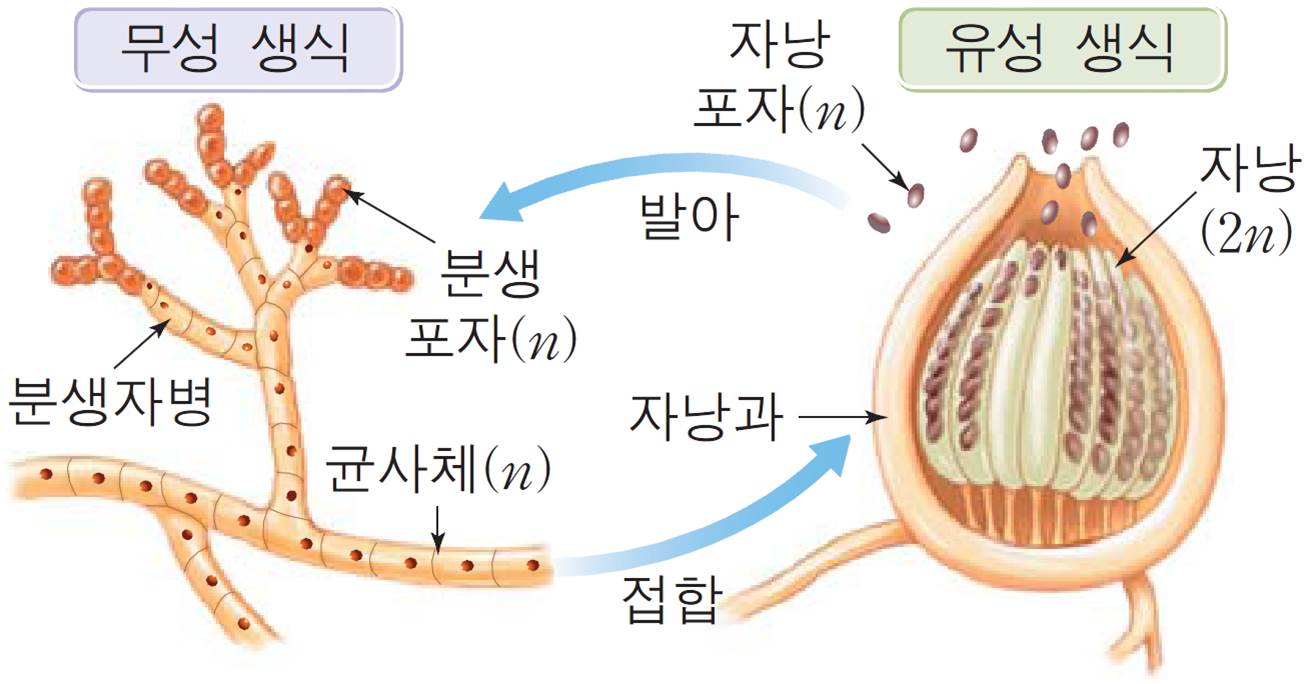 Image 자낭균류의 생식 식품영양 위키 Fandom Powered By Wikia