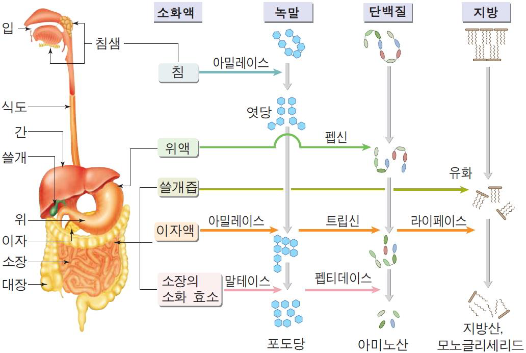 영양소 식품영양 위키 Fandom Powered By Wikia