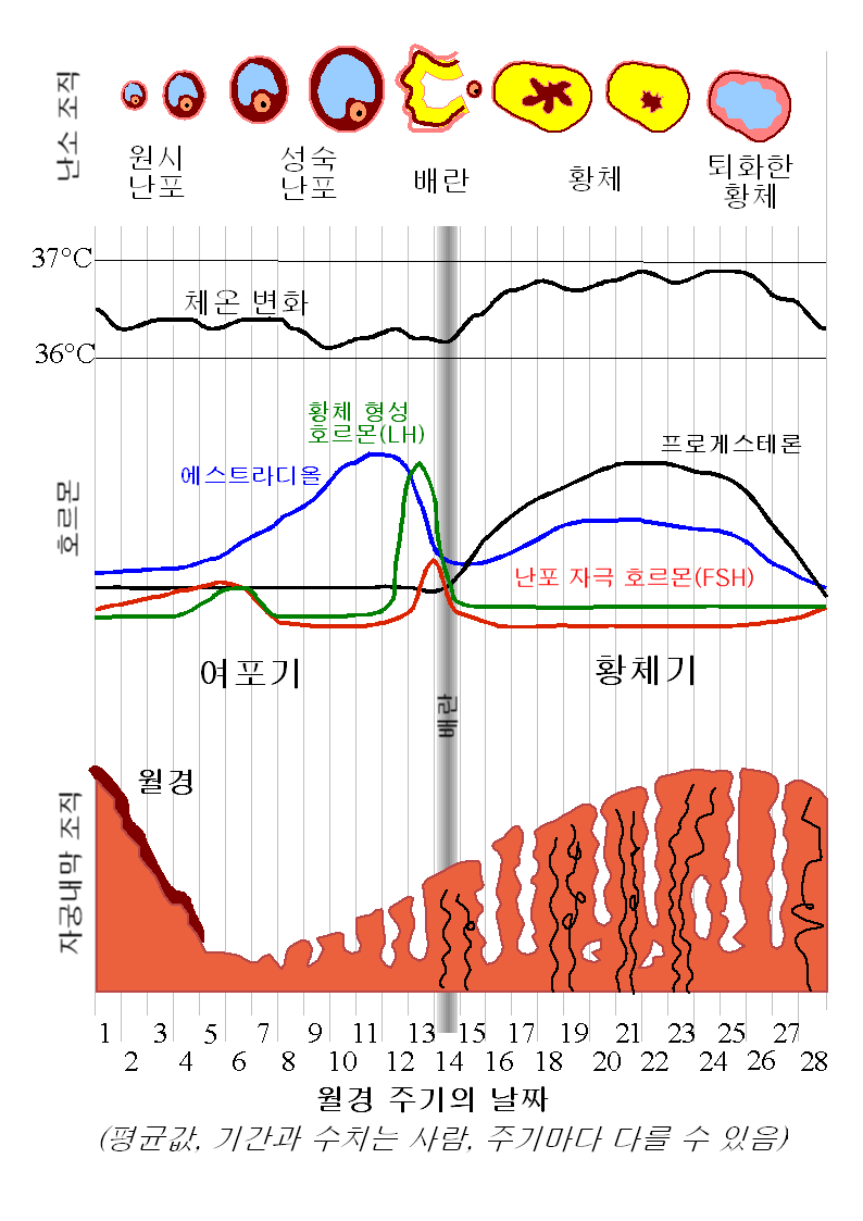 황체기 식품영양 위키 Fandom Powered By Wikia