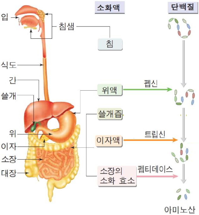 단백질의 소화 식품영양 위키 Fandom Powered By Wikia