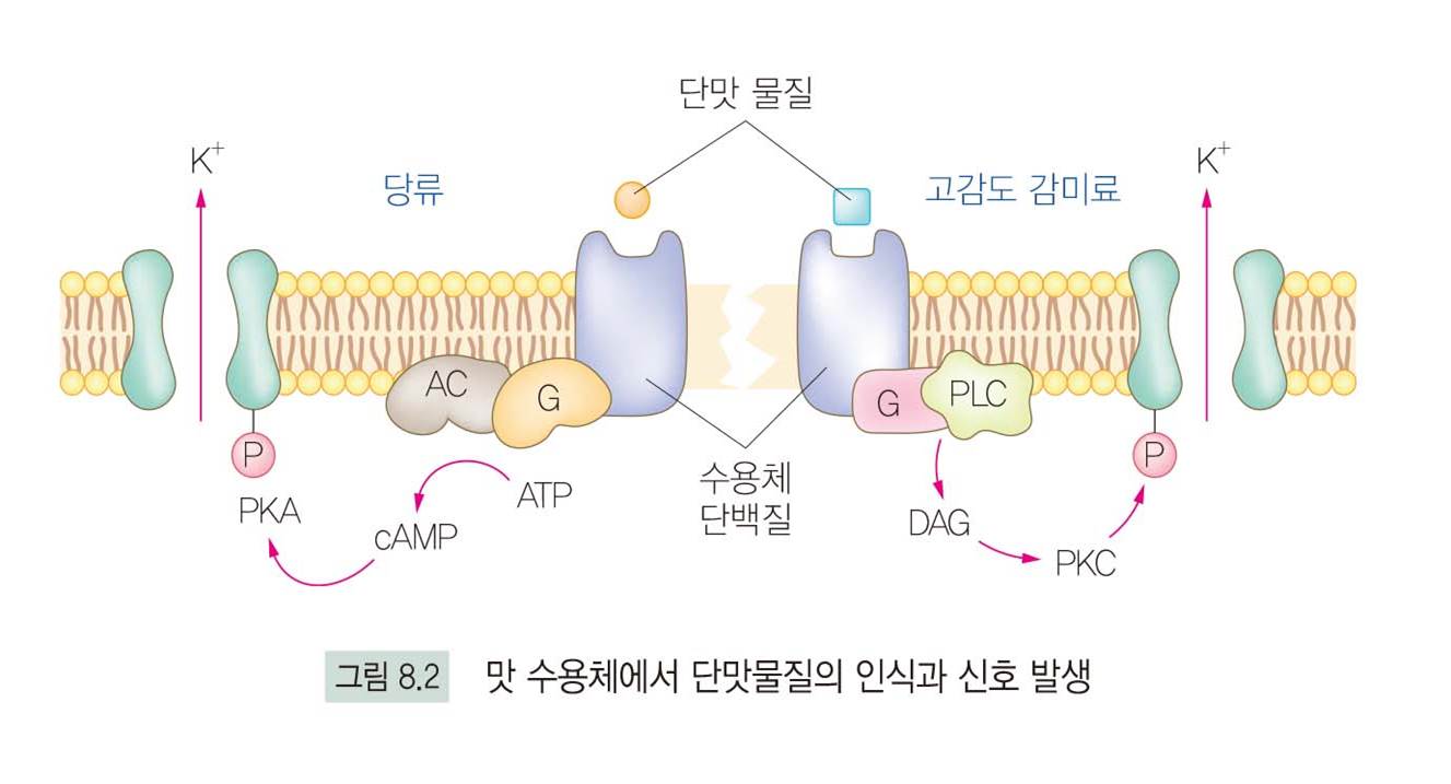 Image 맛 수용체 식품영양 위키 Fandom Powered By Wikia