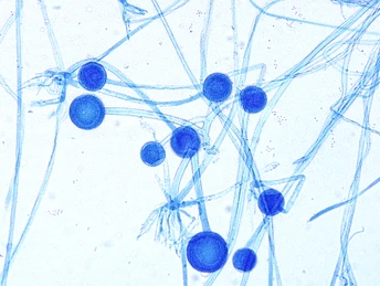 Rhizopus | 식품영양 위키 | Fandom