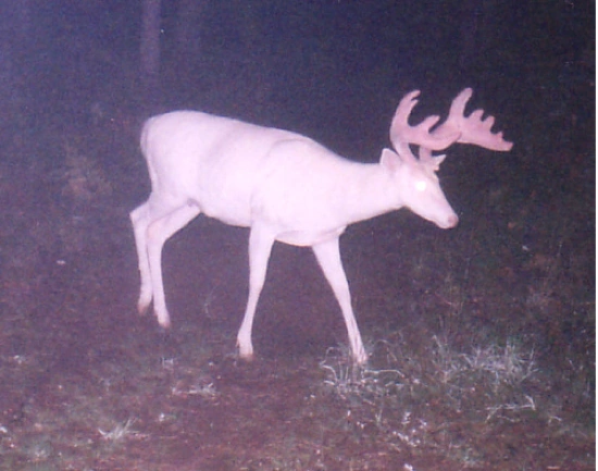 Ghost Deer | ObscUrban Legend Wikia | Fandom