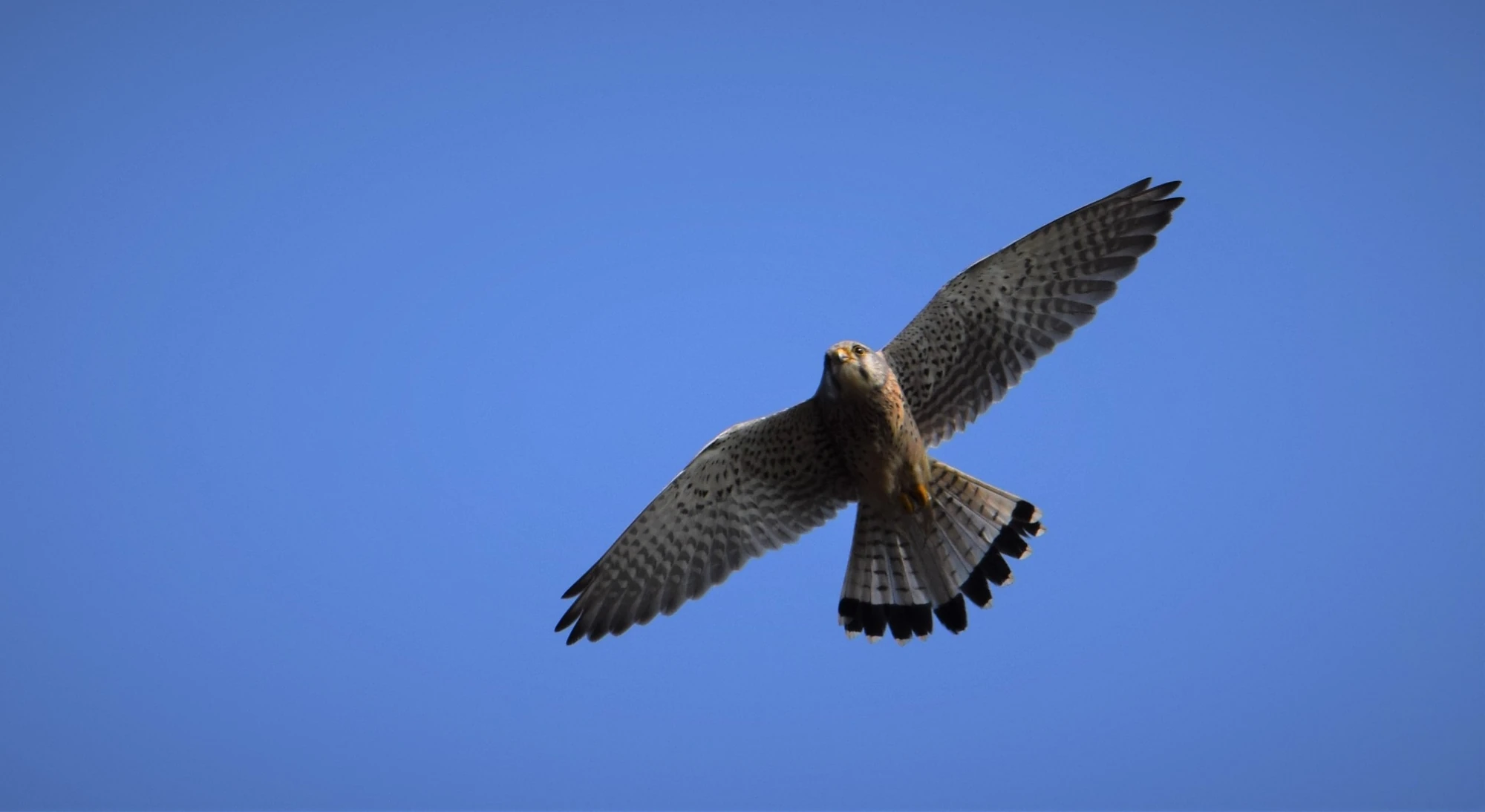 Falco tinnunculus | Observations oiseaux Wiki | Fandom