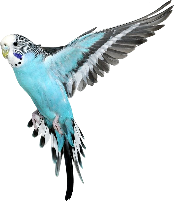 Inko | Oc25r49hjkjds Wikia | FANDOM powered by Wikia