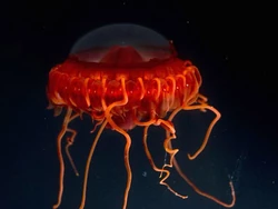 Atolla Jellyfish | Octodad Wiki | Fandom