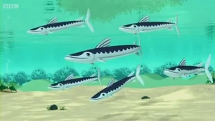 The Barracudas | Octonauts Wiki | Fandom