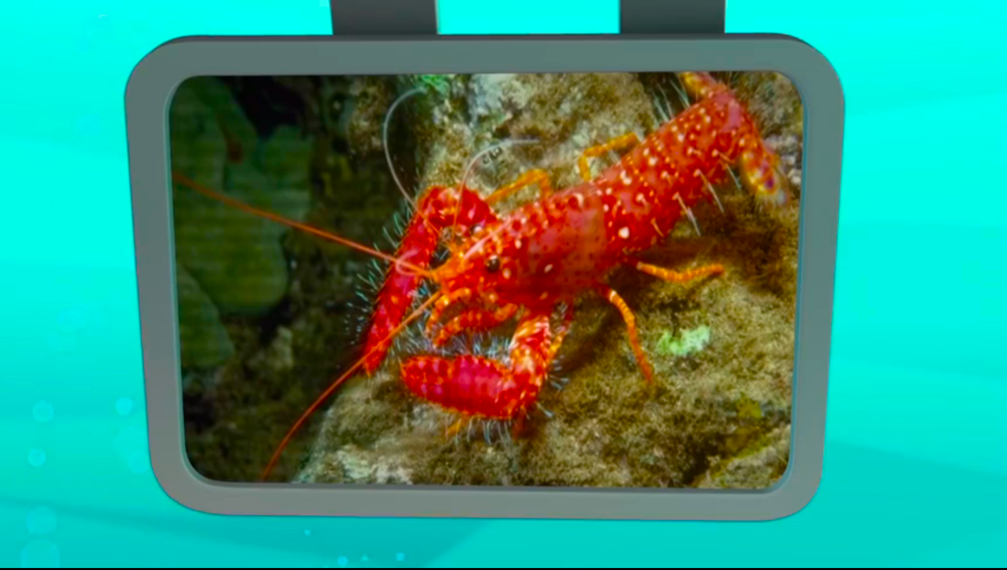 Creature Report - Reef Lobster | Octonauts Wiki | FANDOM powered by Wikia