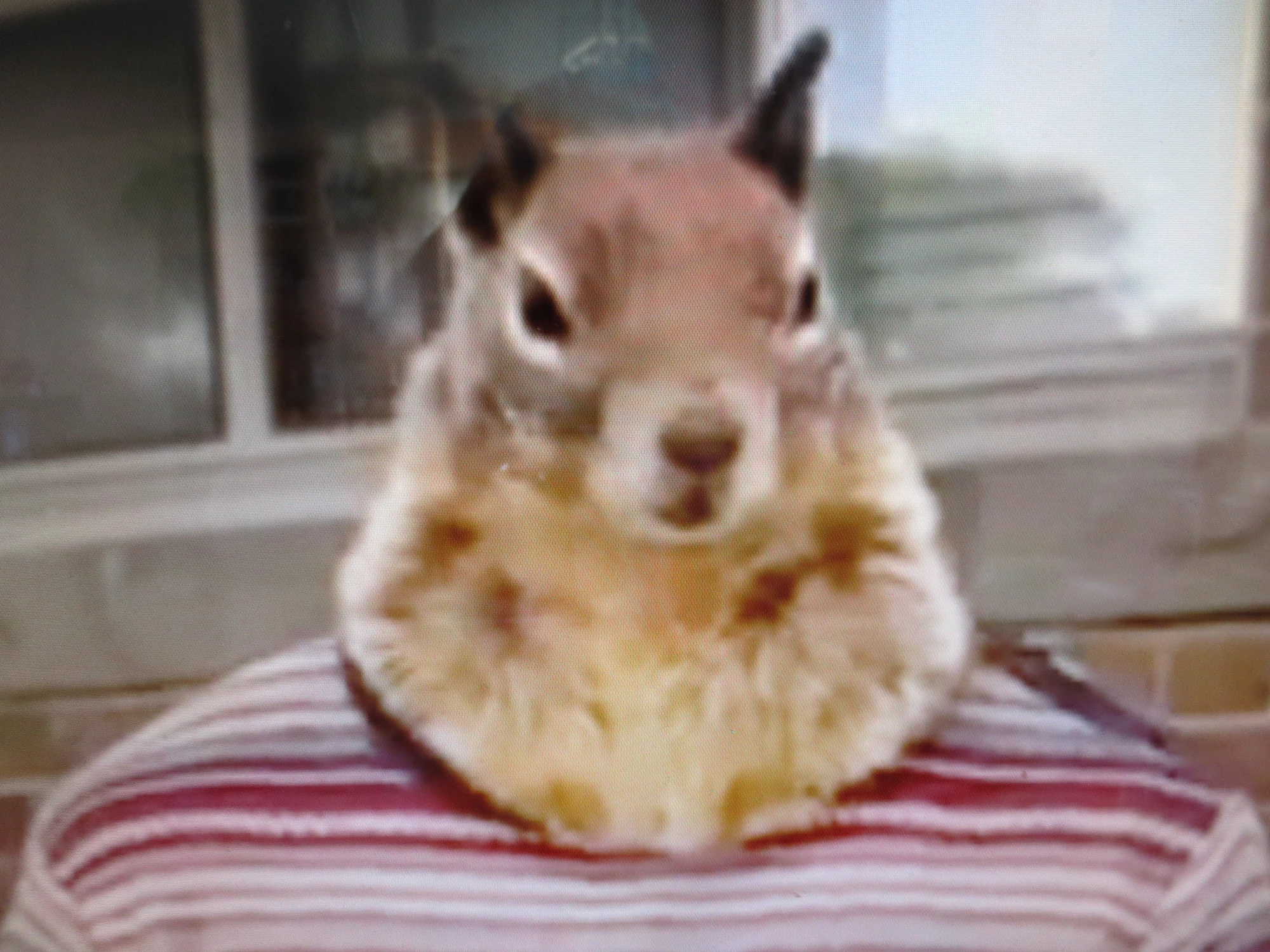 Sammy Squirrel | Odd Squad Wiki | Fandom