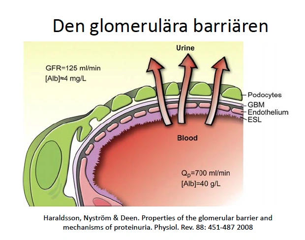 TP3MO1 Njurfysiologi, föreläsningsanteckningar | Odontologi GU Wikia ...