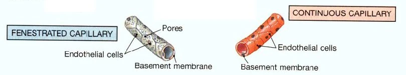 TP3MO1 Cirkulation, föreläsningsanteckningar 2 | Odontologi GU Wikia ...