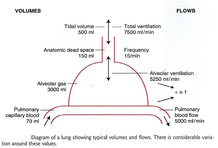 TP3MO1 Respiration - Lungmekanik samt andningsreglering ...