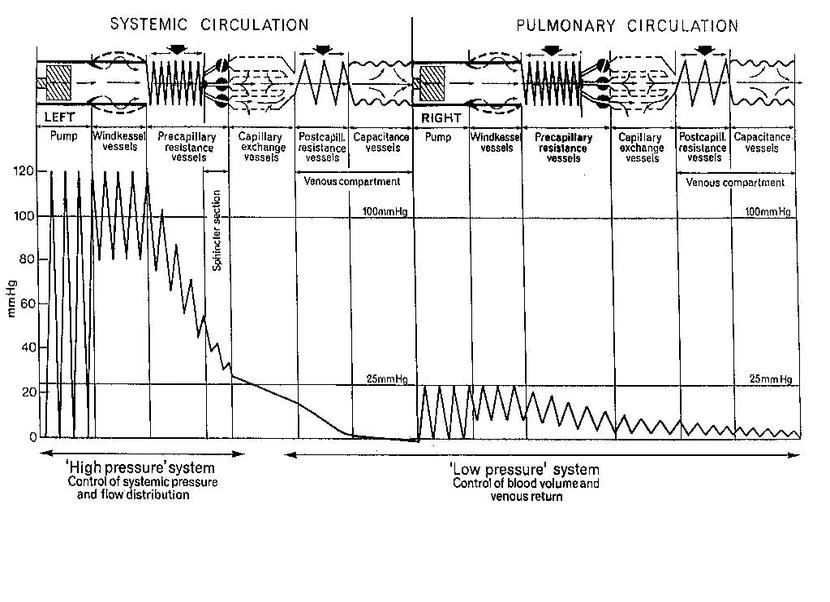 TP3MO1 Cirkulation, föreläsningsanteckningar 2 | Odontologi GU Wikia ...