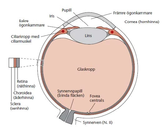 Tentamen TP2MH2 med svar | Odontologi GU Wikia | Fandom