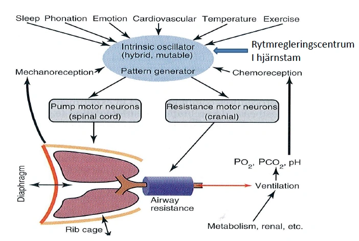 TP3MO1 Respiration - Lungmekanik samt andningsreglering ...
