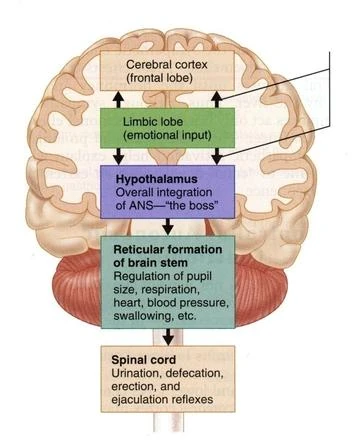 TP3MO1 ANS, föreläsningsanteckningar | Odontologi GU Wikia | Fandom