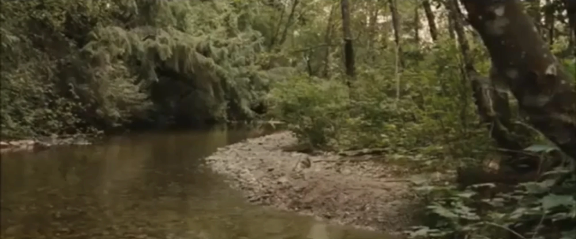 Camp Half-Blood Forest | Riordan Wiki | FANDOM powered by Wikia