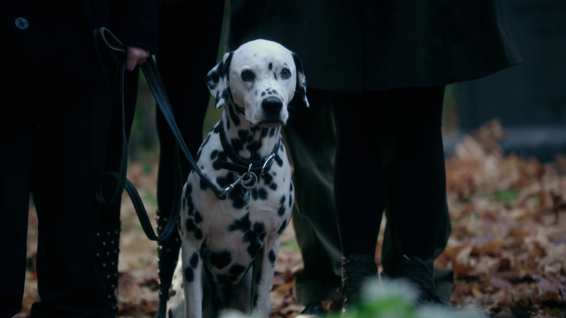Pongo | Once Upon a Time and Once: Wonderland Wikia | Fandom