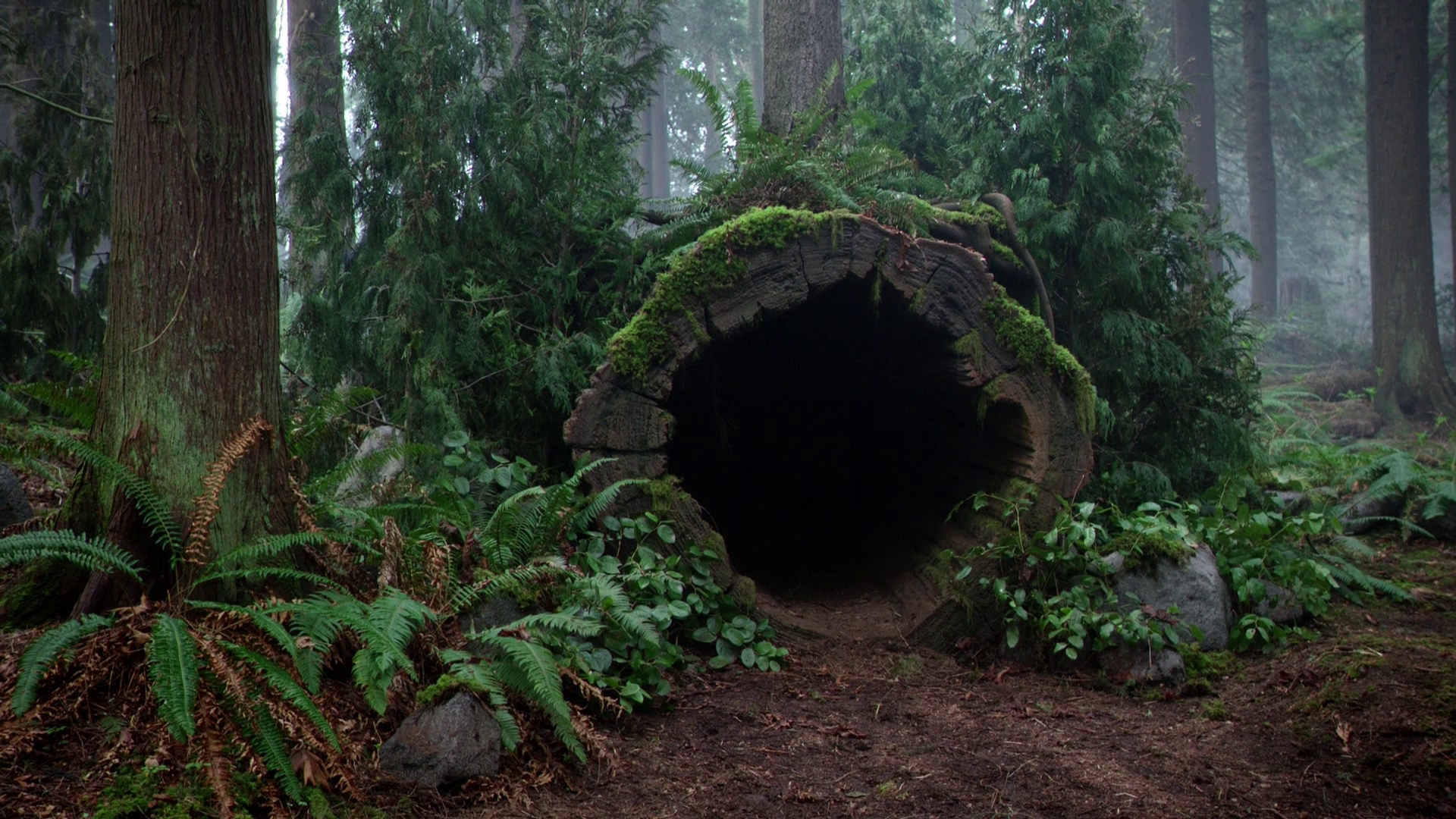 Forest Hideaway | Once Upon a Time Wiki | Fandom