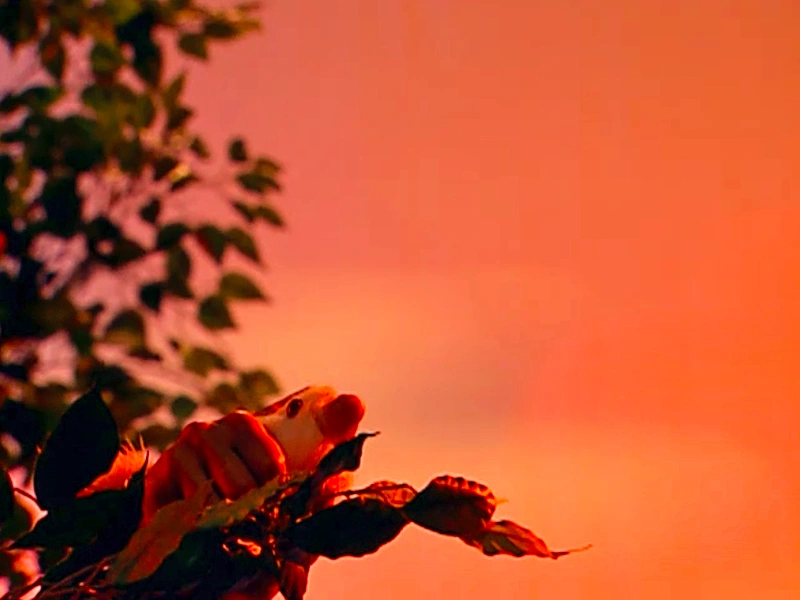 Category:Animals | Oobi Wiki | Fandom