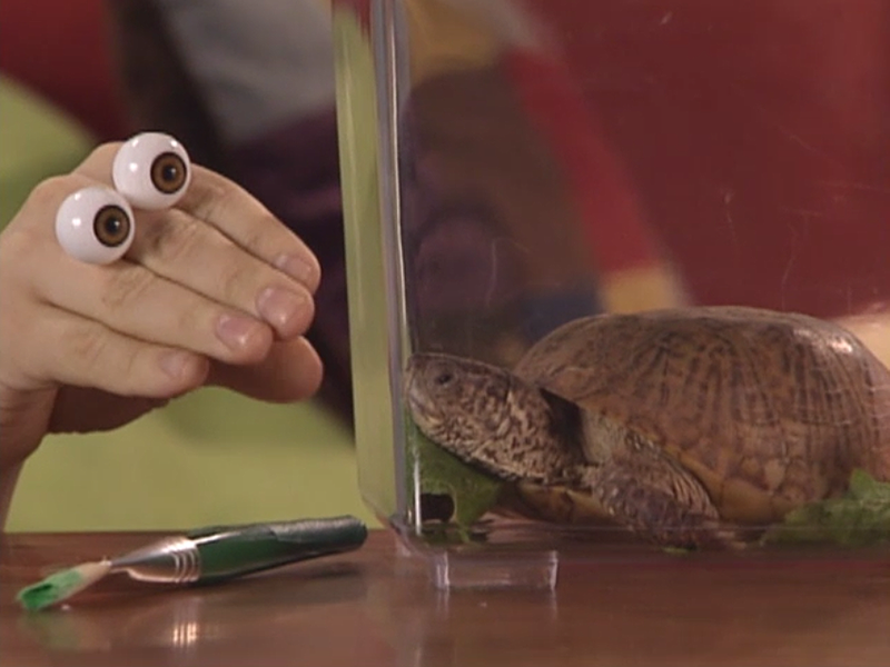 Turtle Oobi Wiki Fandom Powered By Wikia