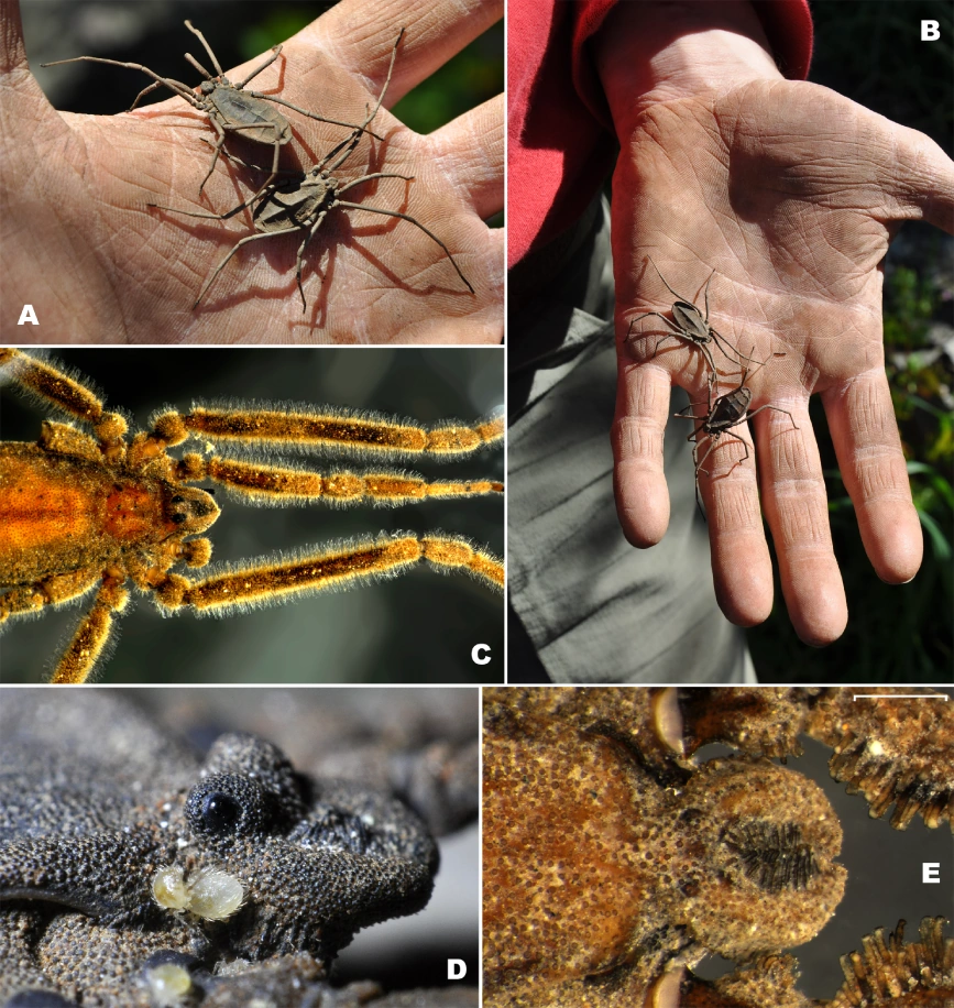 Trogulus | Opiliones Wiki | Fandom