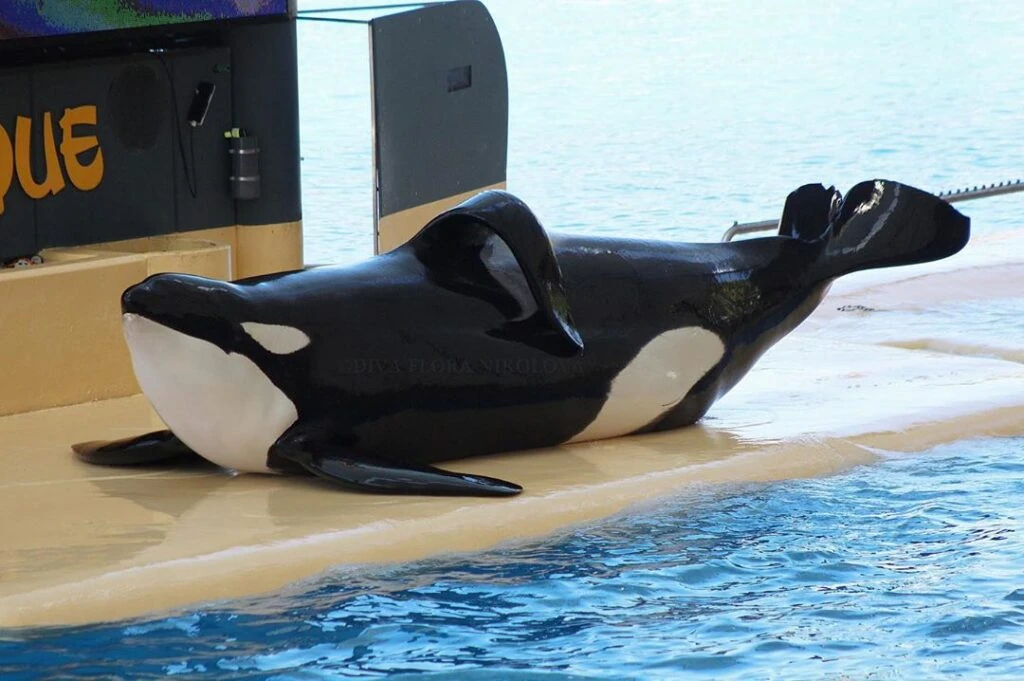 Keto | Orca tank Wiki | Fandom