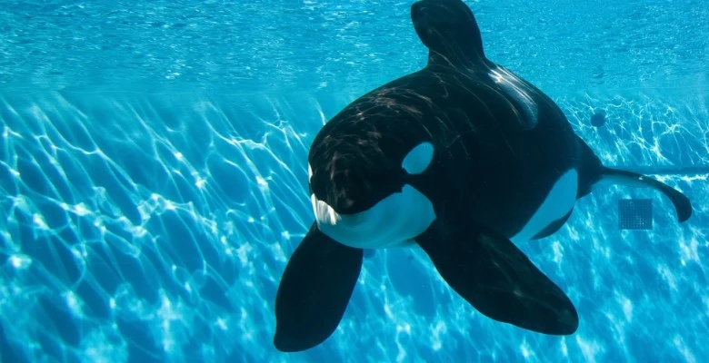 Sea World San Diego | Orca tank Wiki | Fandom