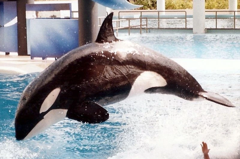 Winnie | Orca tank Wiki | FANDOM powered by Wikia