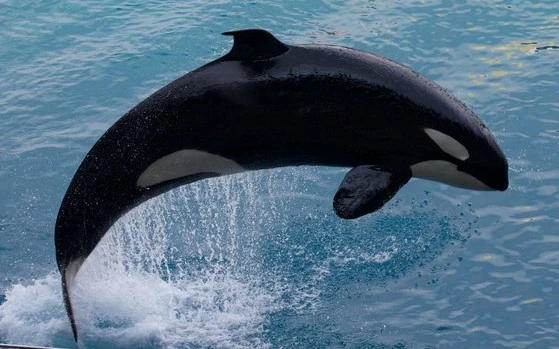 Freya | Orca tank Wiki | FANDOM powered by Wikia