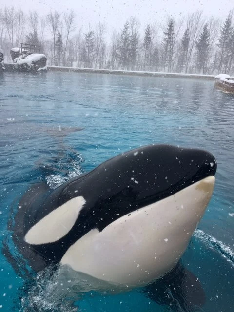 Kiska | Orca tank Wiki | Fandom