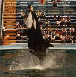 Nandu | Orca tank Wiki | Fandom