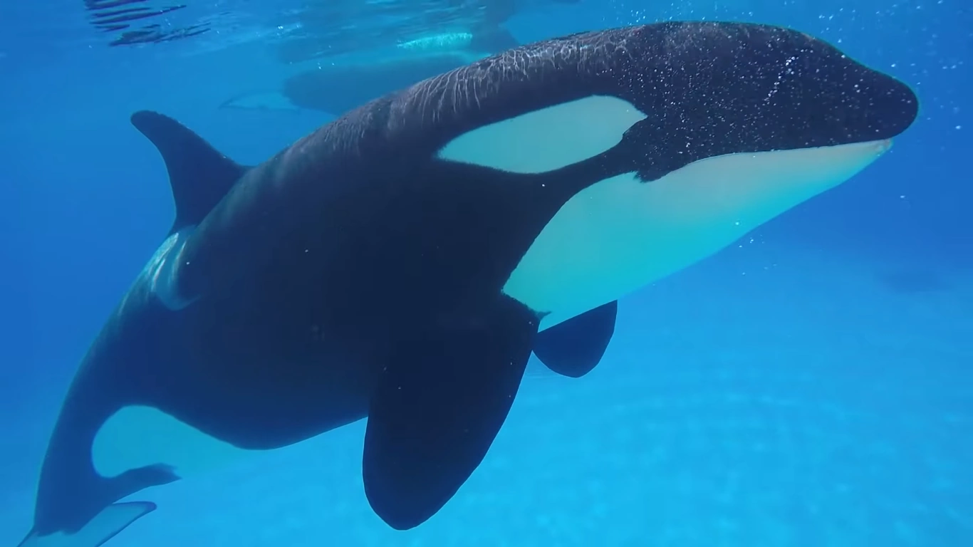 Morgan | Orca tank Wiki | Fandom